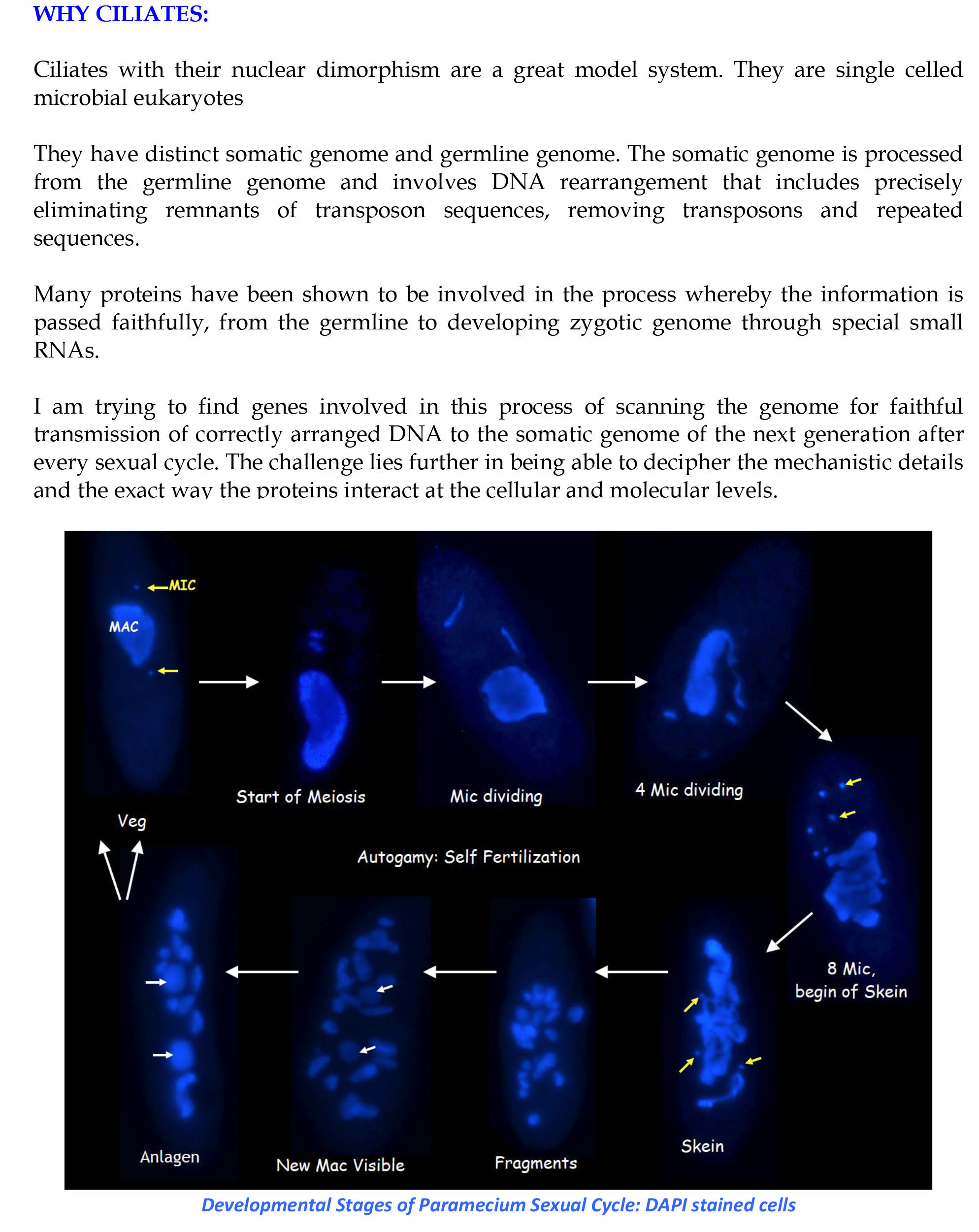 Department of Genetics – Programmed Genome Rearrangements Group - Dr. Simran Bhullar
